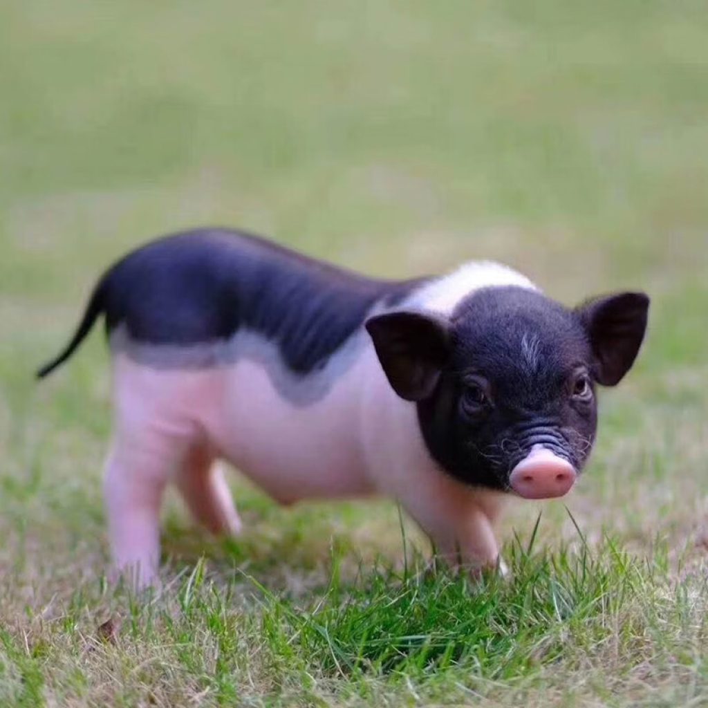 What breeds of mini pigs are there? - minipetguide